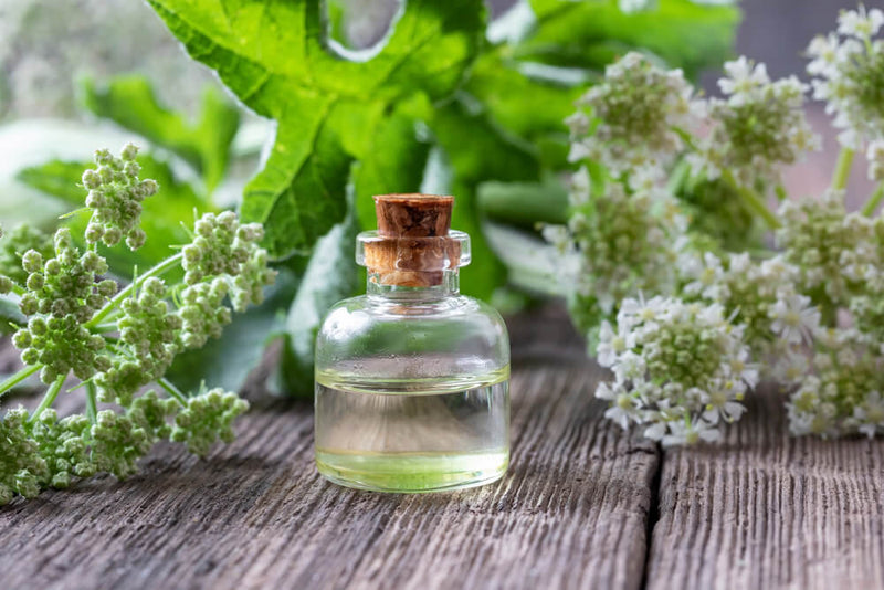 6 Benefits of Angelica Root + How to Use It – Euphoric Herbals