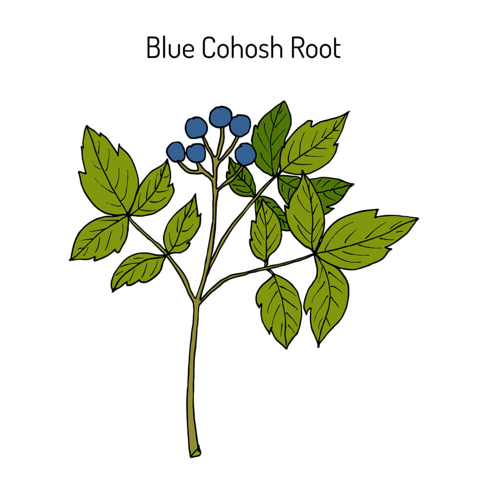 Benefits of Blue Cohosh Root: Women's Herb – Euphoric Herbals