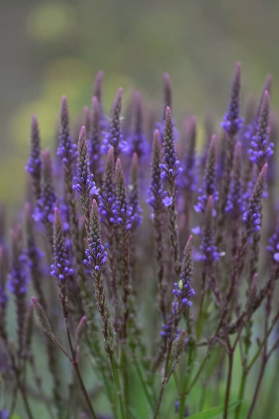 Benefits of Blue Vervain: A Versatile Native Herb – Euphoric Herbals