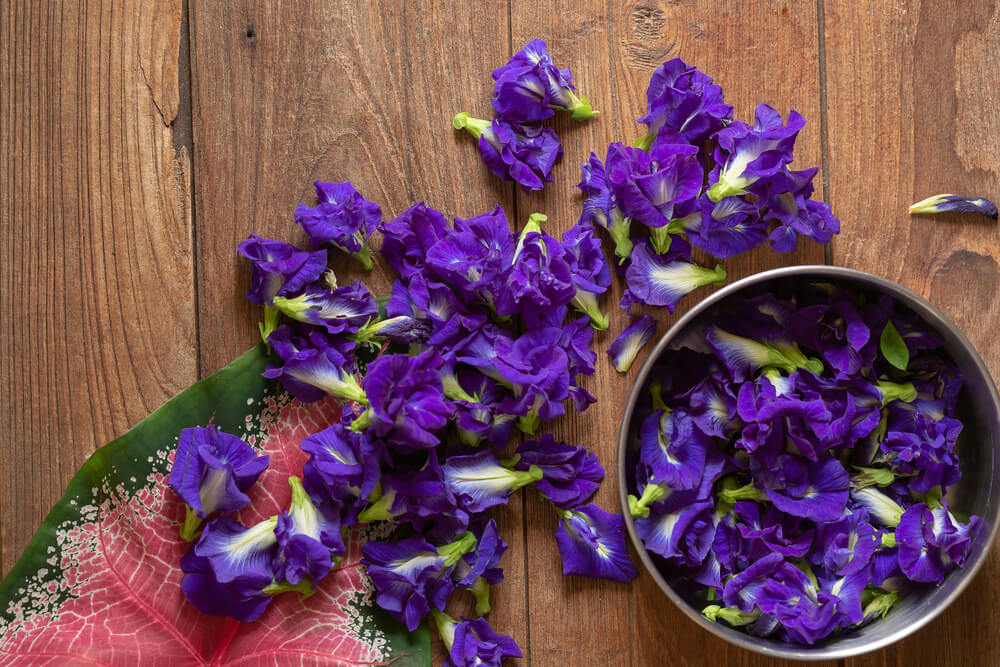 6 Health Benefits of Butterfly Pea Flower + Tea Recipe – Euphoric Herbals