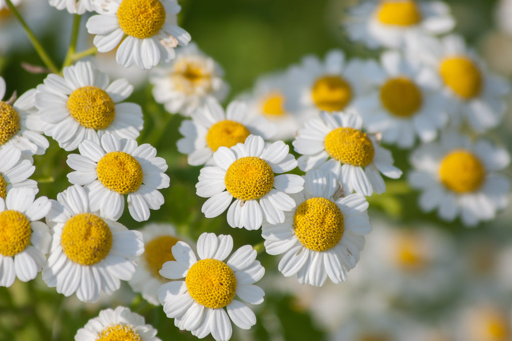6 Top Feverfew Uses and Benefits – Euphoric Herbals