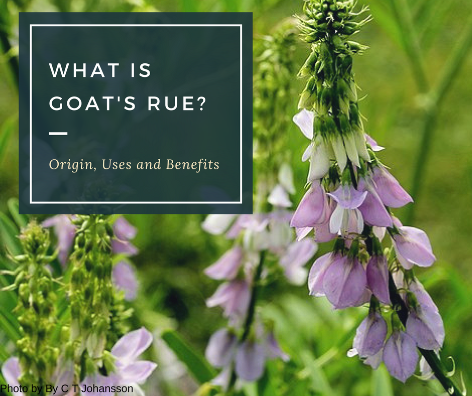What is Goats Rue and how does it impact breastfeeding? – Euphoric Herbals
