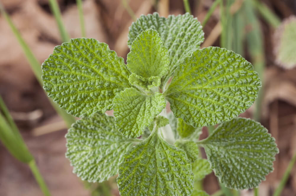 6 Benefits of Horehound for Cough Support & More – Euphoric Herbals