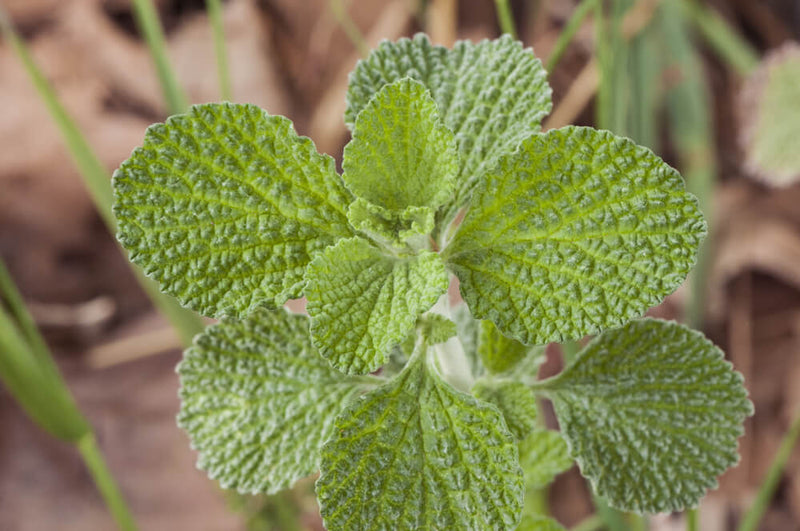 6 Benefits of Horehound for Cough Support & More – Euphoric Herbals