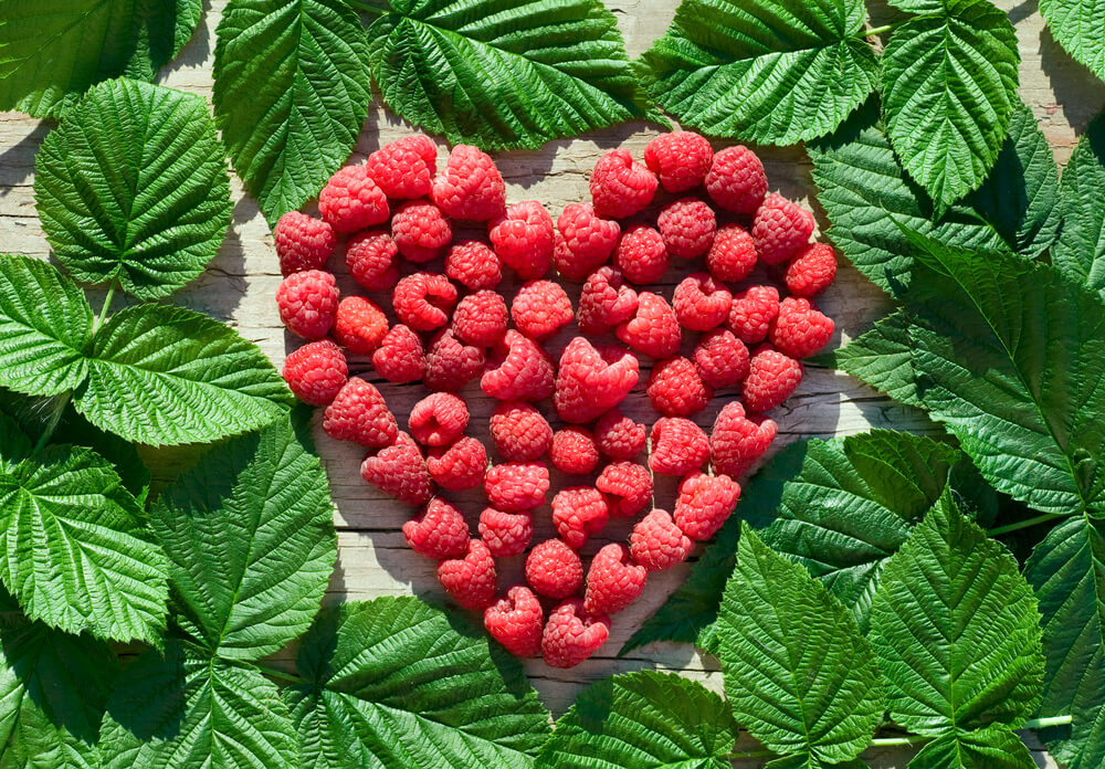 Red Raspberry Leaf Benefits and Uses for Women – Euphoric Herbals