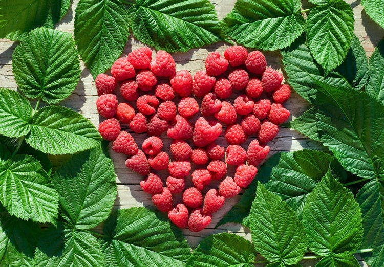 Red Raspberry Leaf Benefits and Uses for Women – Euphoric Herbals
